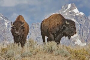 10 Facts About the Great Plains - Have Fun With History